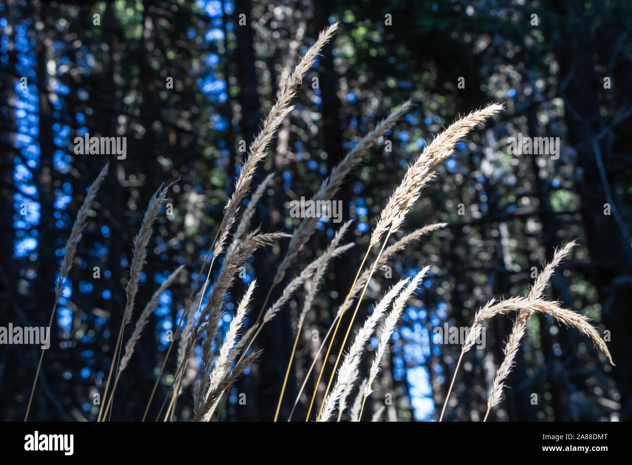 Big grass hi-res stock photography and images - Alamy