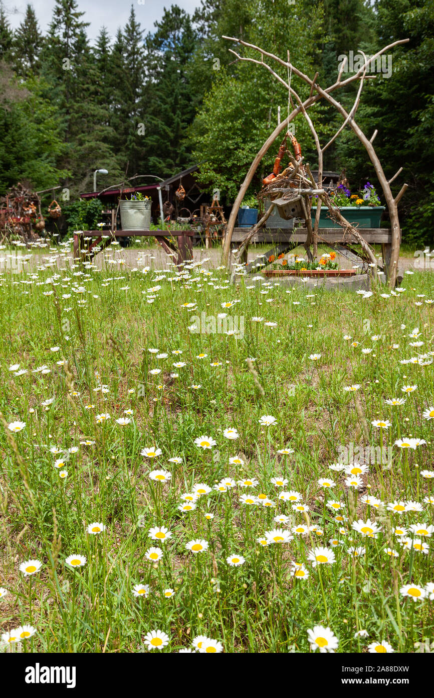 Wisconsin wildflowers hi-res stock photography and images - Alamy
