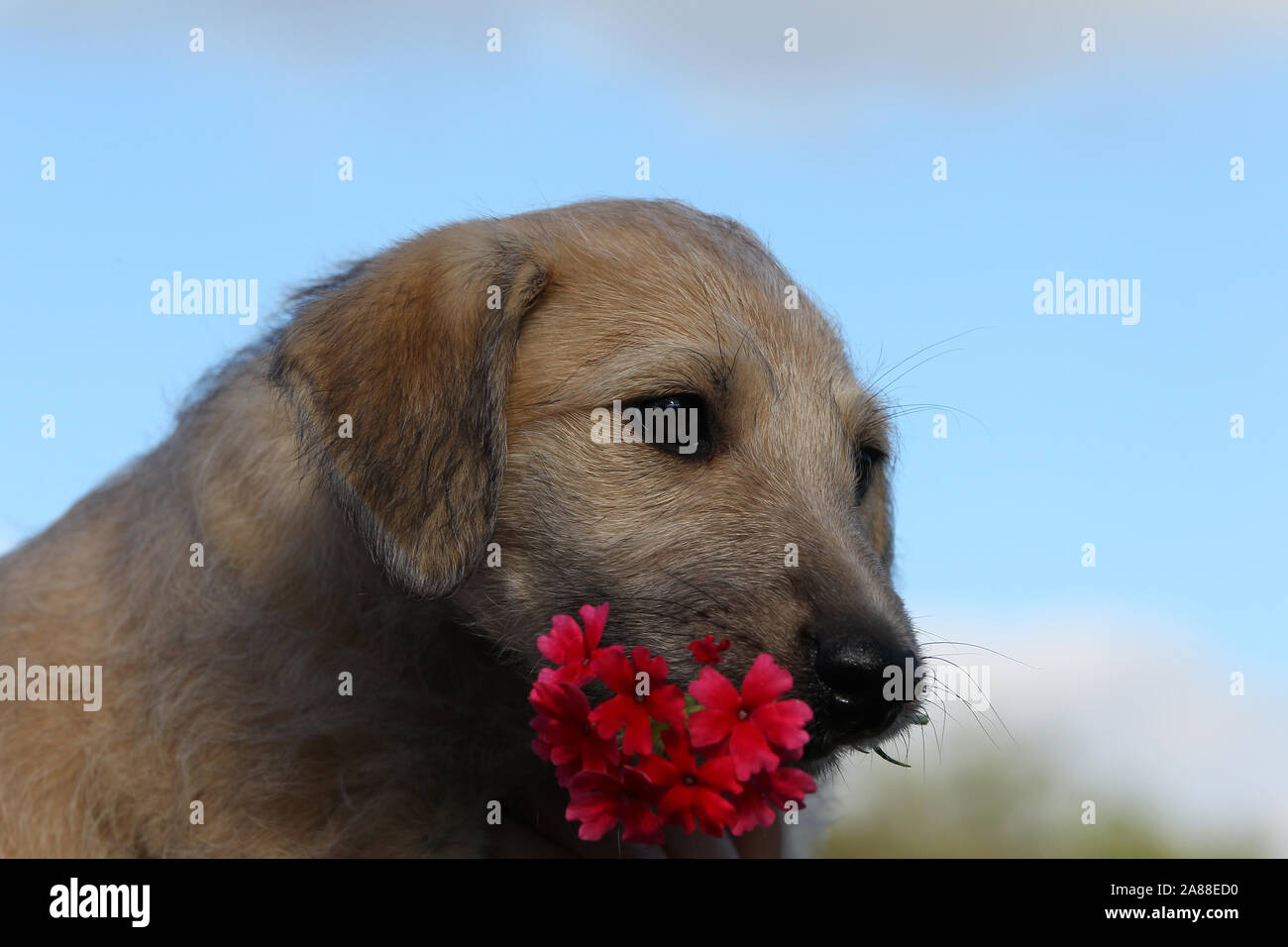 Lurcher Puppy High Resolution Stock Photography and Images - Alamy