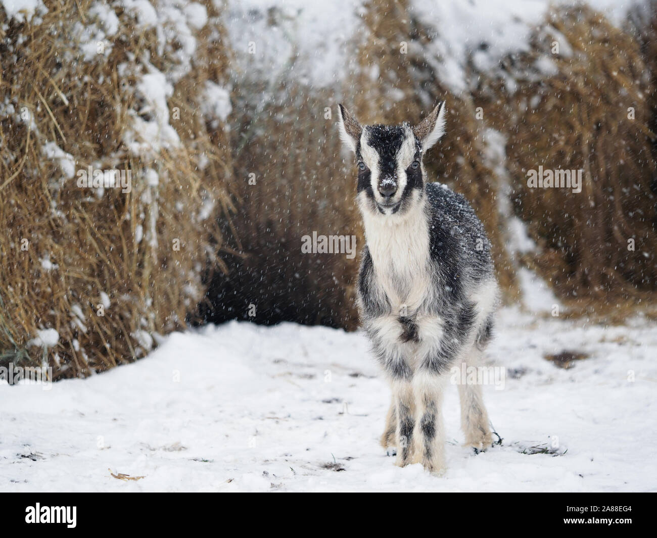 Little goat under the falling snow in winter. The concept of a change ...