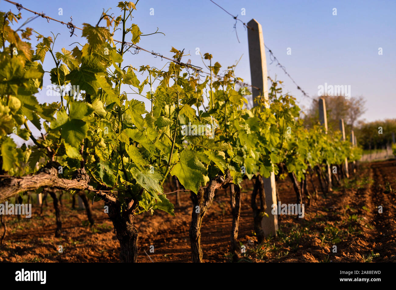 Outdoor vine hi-res stock photography and images - Alamy