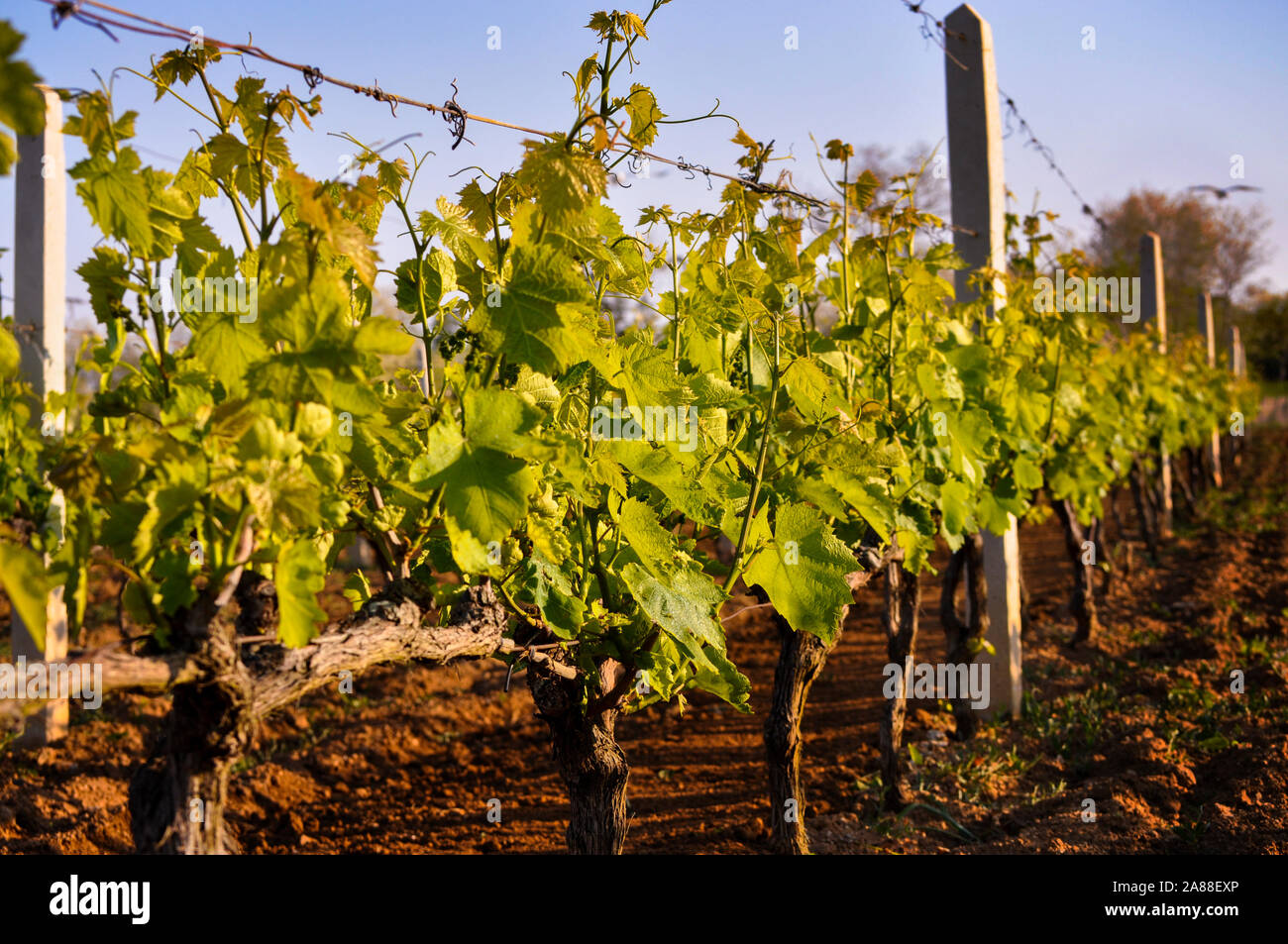 Outdoor vine hi-res stock photography and images - Alamy