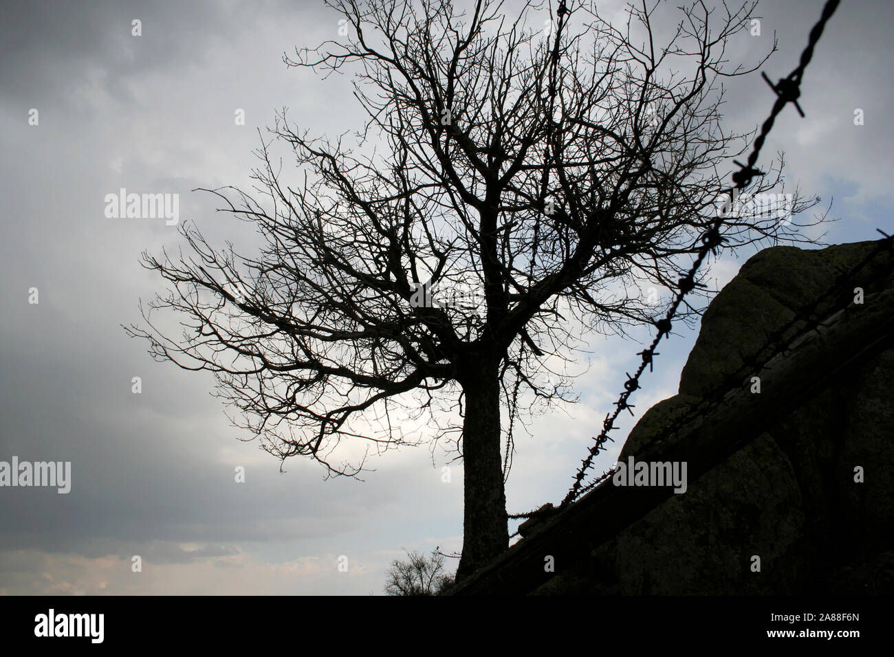 barbed wire mesh and tree Stock Photo - Alamy