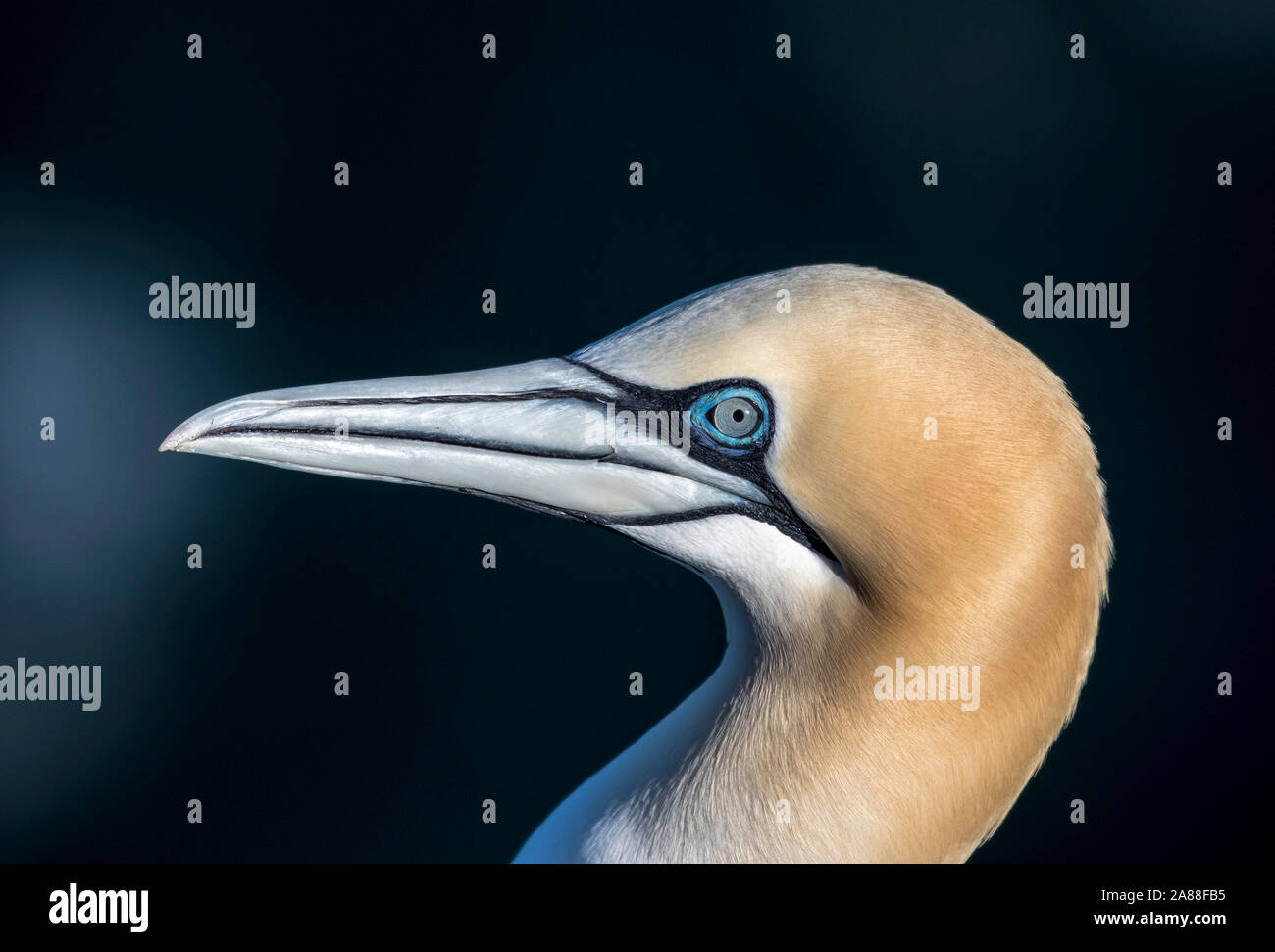 Troup Head Rspb Reserve High Resolution Stock Photography and Images ...