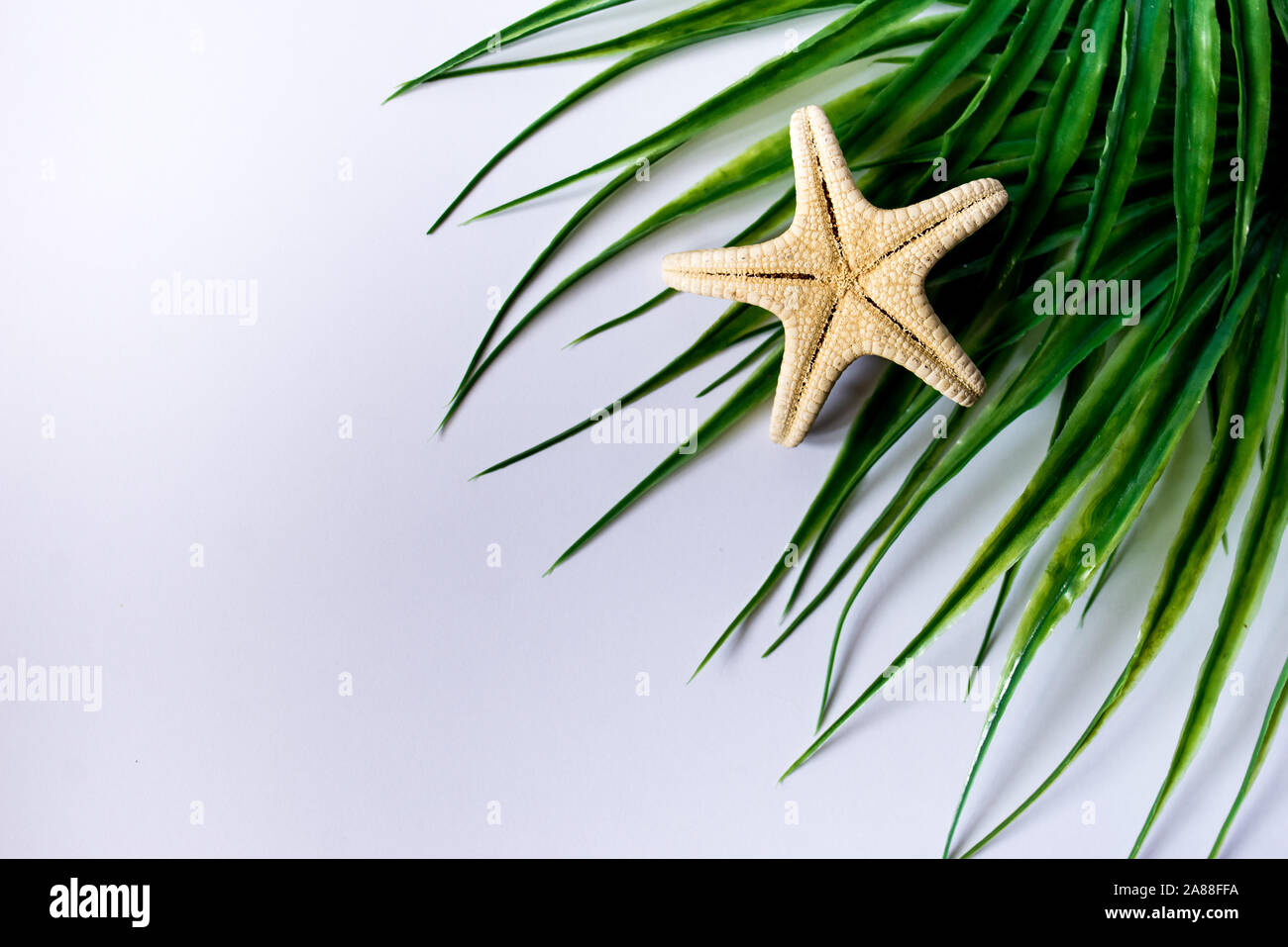 starfish and sea shells background Stock Photo - Alamy