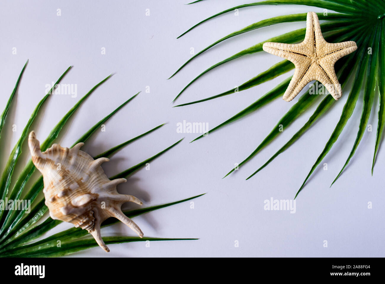 starfish and sea shells background Stock Photo - Alamy