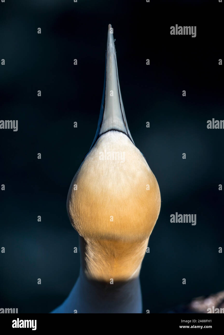 Troup head rspb reserve hi-res stock photography and images - Alamy