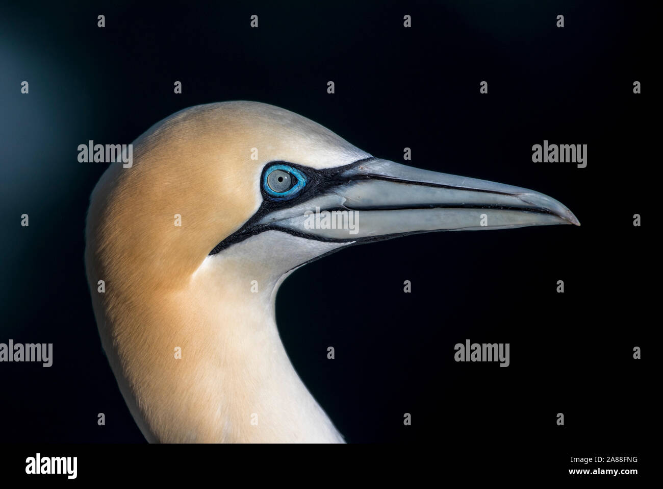 Troup head rspb reserve hi-res stock photography and images - Alamy