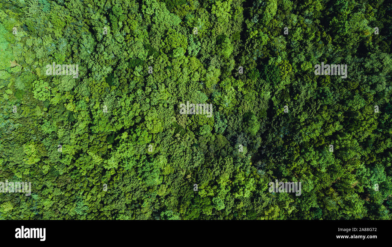 Aerial pine forest hi-res stock photography and images - Alamy