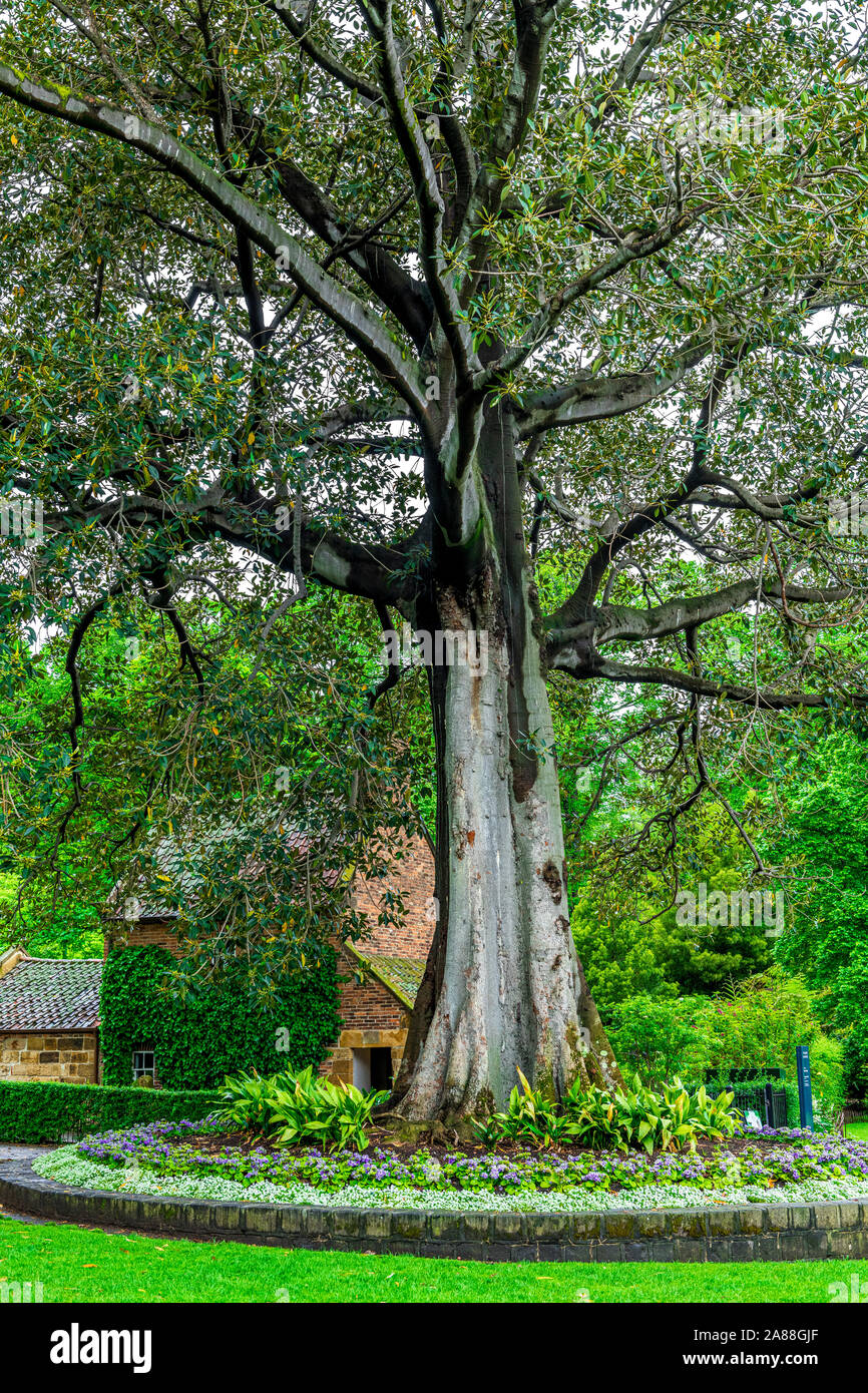 Large Morton Bay Fig tree planted at Fitzroy Gardens in Melbourne ...