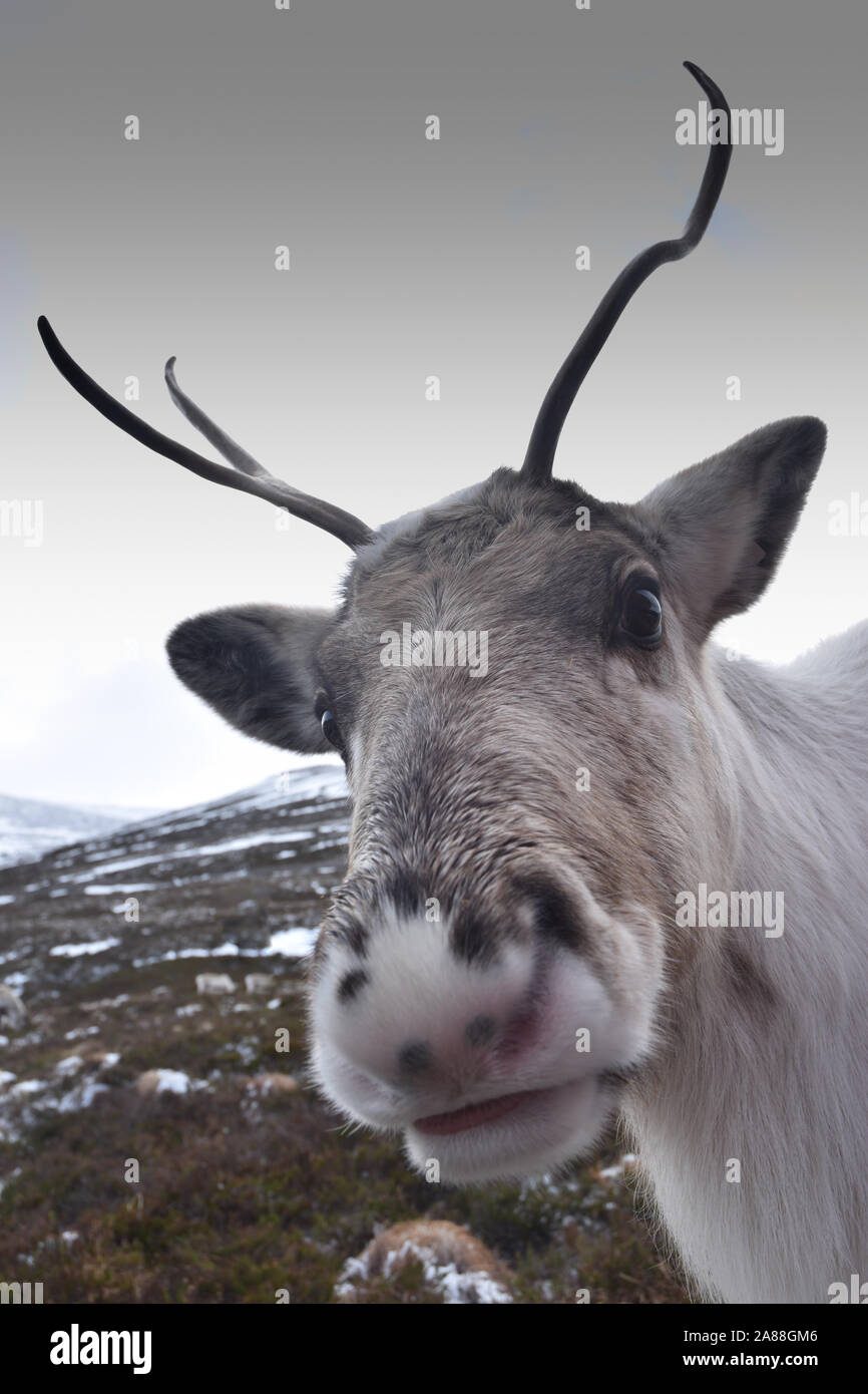 Reindeer scotland hi-res stock photography and images - Alamy