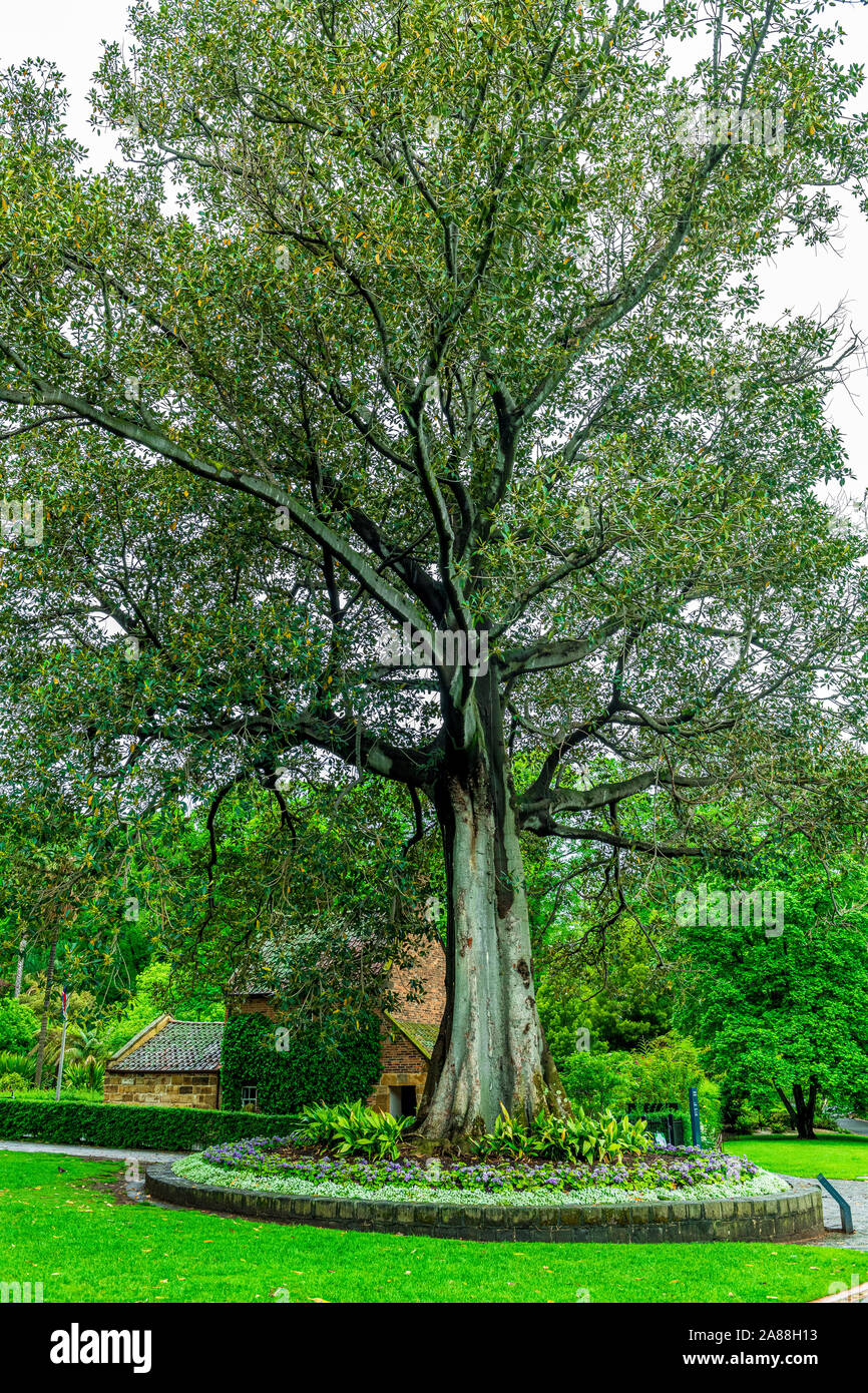 Morton bay fig trees hi-res stock photography and images - Alamy