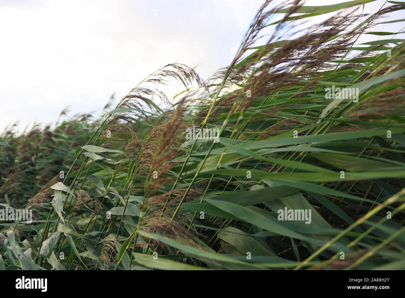 Bending in wind hi-res stock photography and images - Alamy