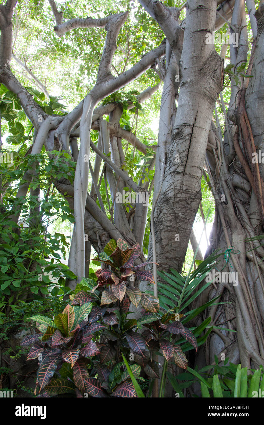 The exotic tree in Key West town botanical garden (Florida Stock Photo ...