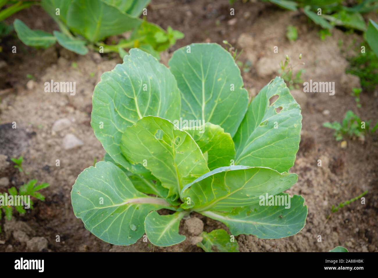 Early cabbage grows on beds in the summer in the garden Stock Photo - Alamy