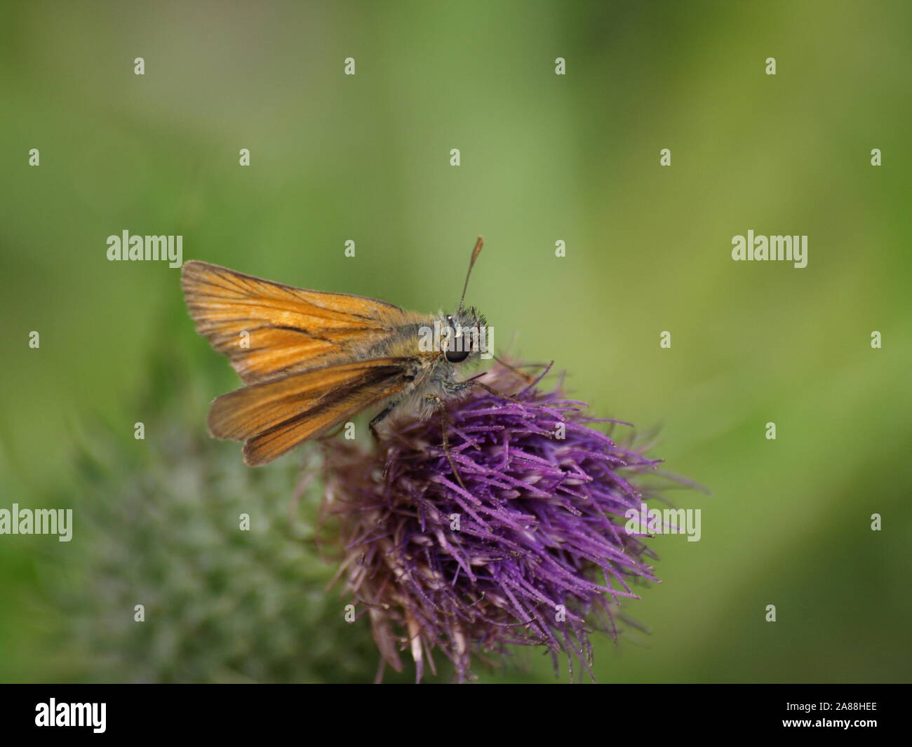 Green skipper butterfly hi-res stock photography and images - Alamy