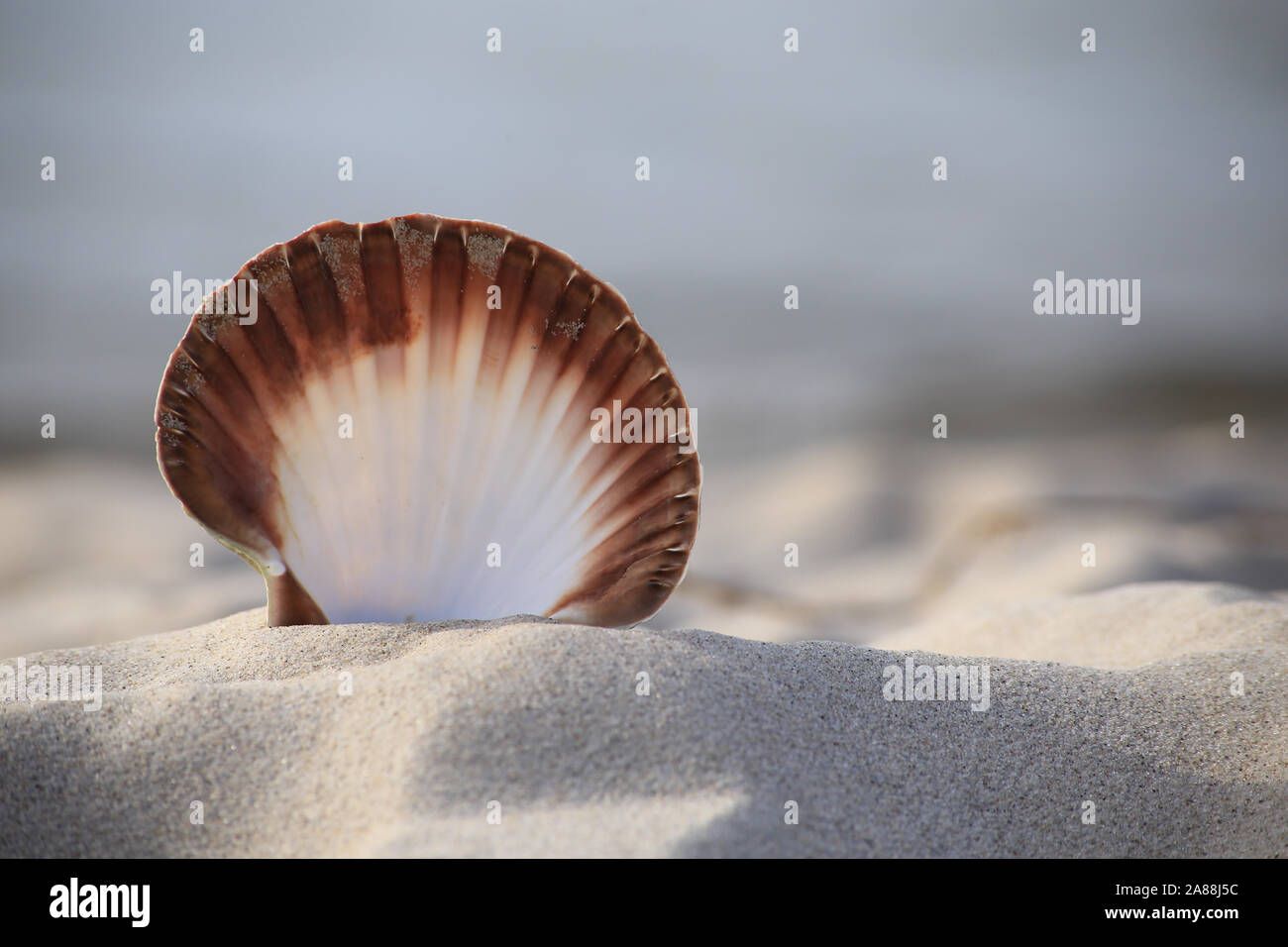 Seashell on the beach hi-res stock photography and images - Alamy