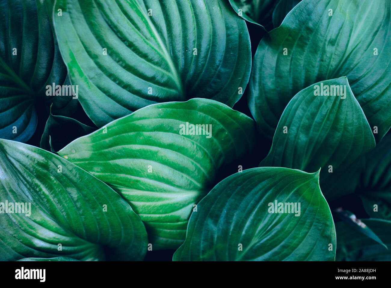 eco abstract green background Stock Photo - Alamy