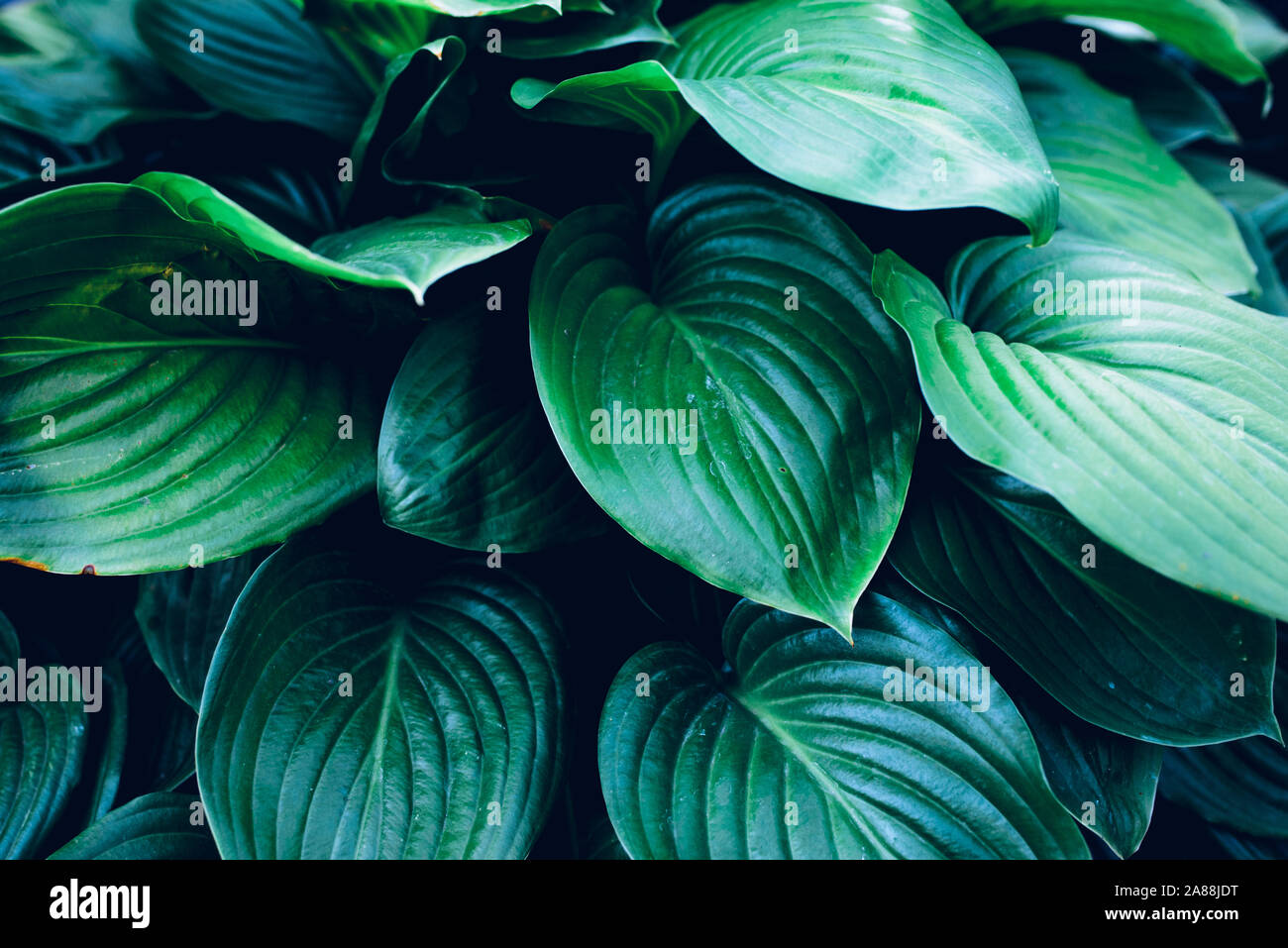 eco abstract green background Stock Photo - Alamy