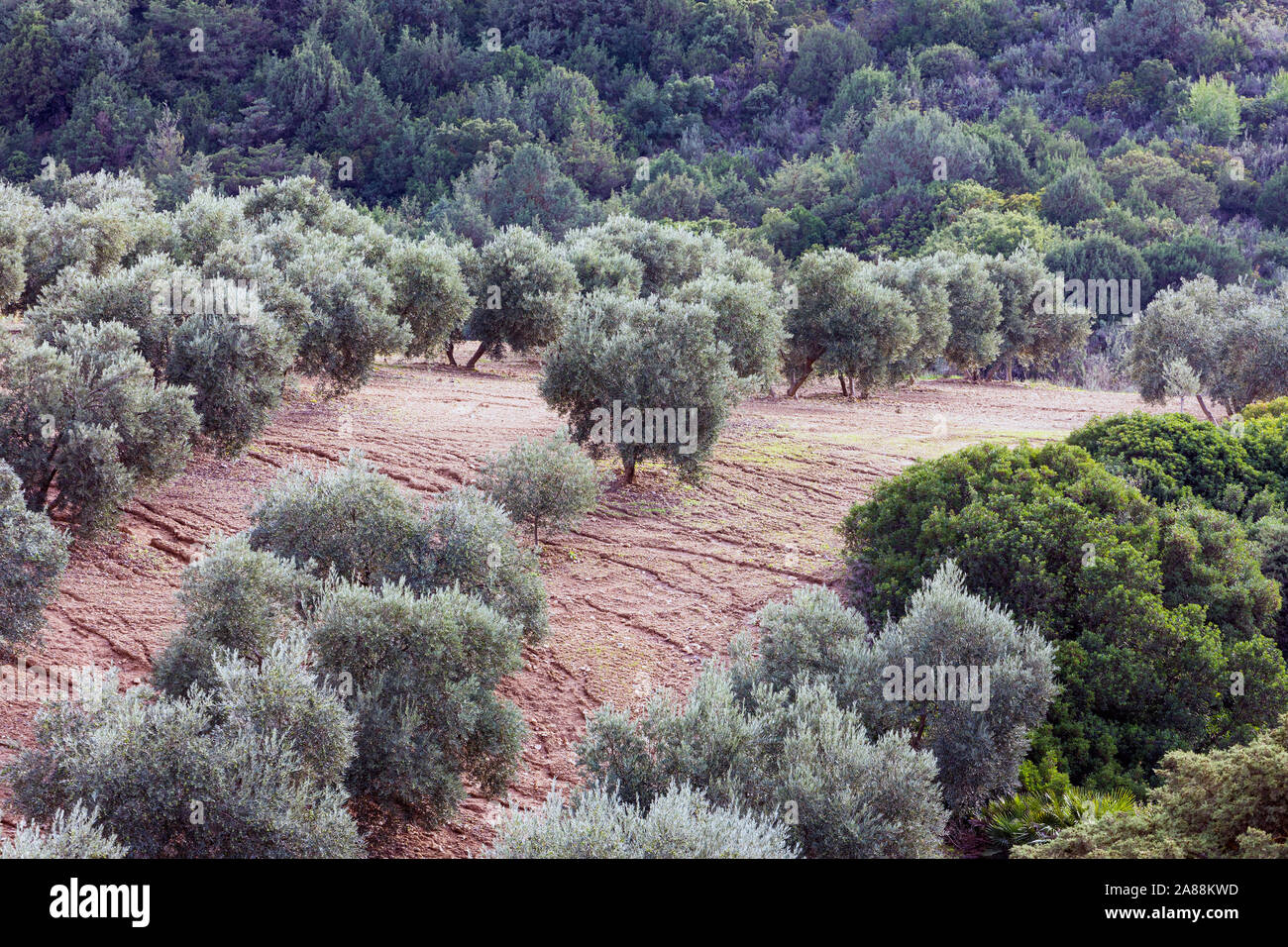 Olive grove in Andalusia, southern Spain Stock Photo - Alamy