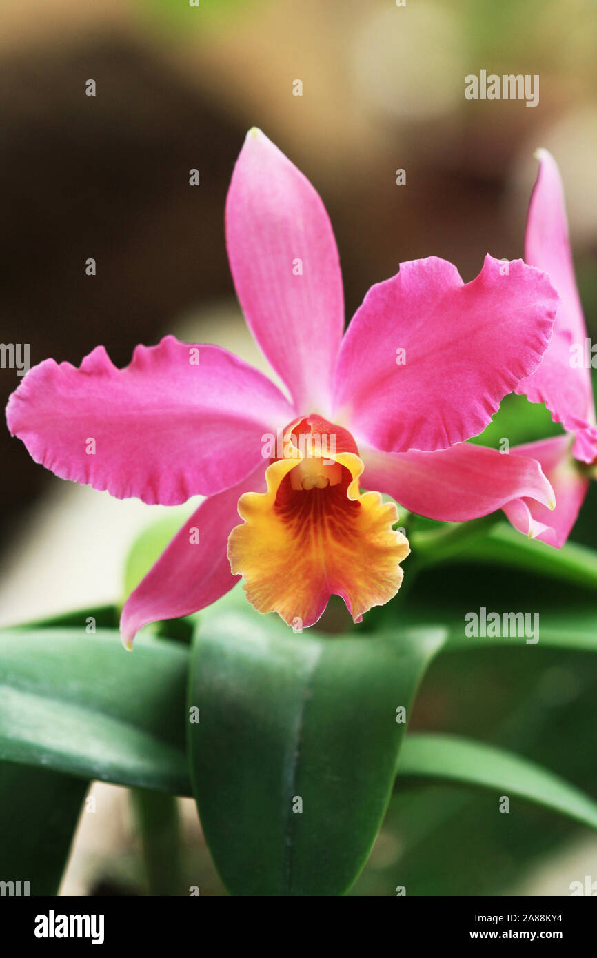 Cattleya orchidee hi-res stock photography and images - Alamy