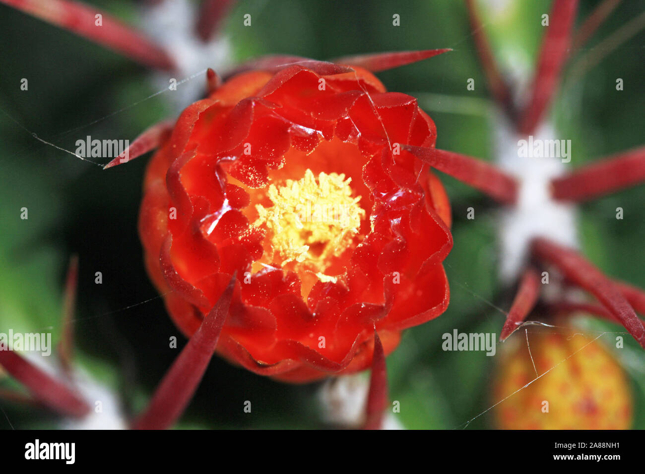 Kaktus ferocactus piliferus Stock Photo - Alamy