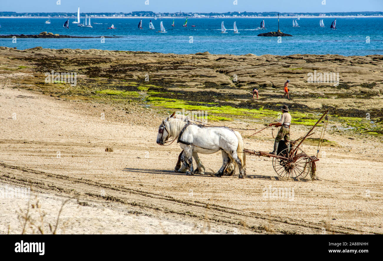 Breton horses hi-res stock photography and images - Alamy