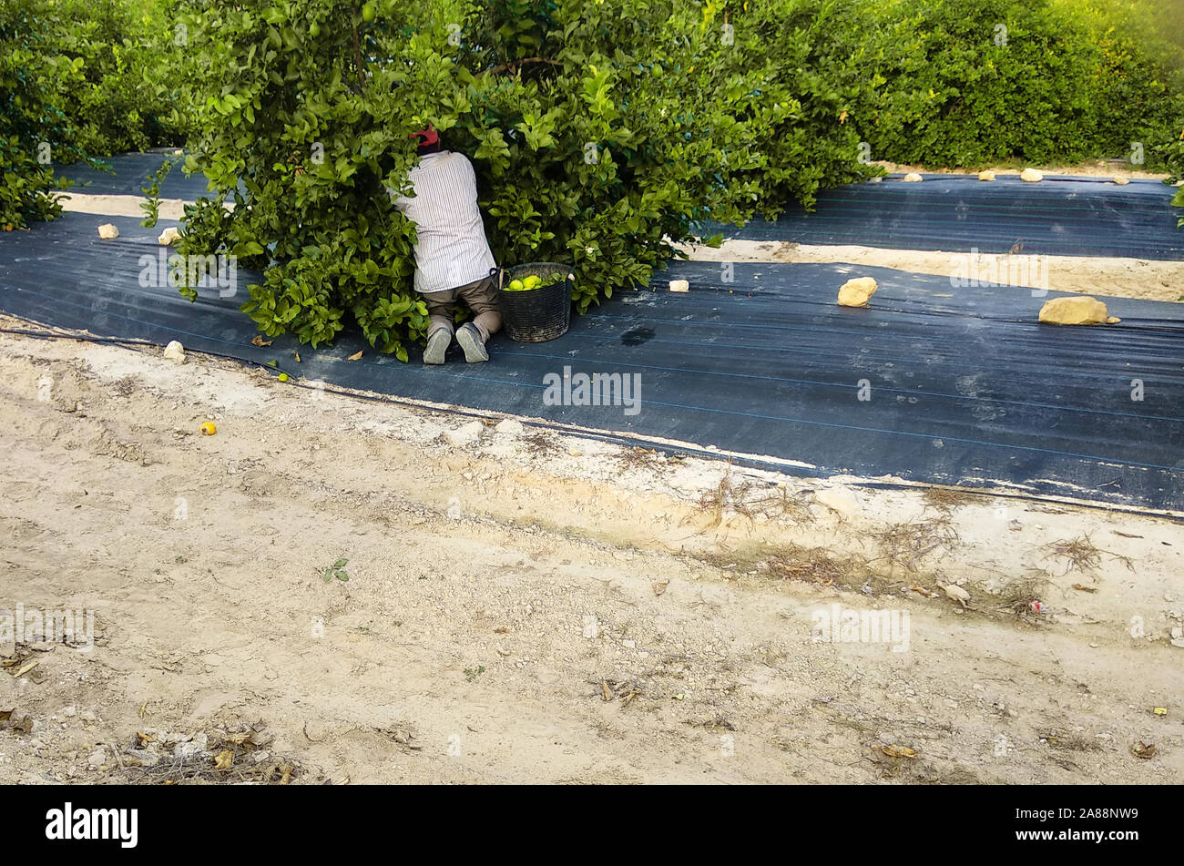 Fruit boxes full of lemon. Workers picking lemons and carrying the ...