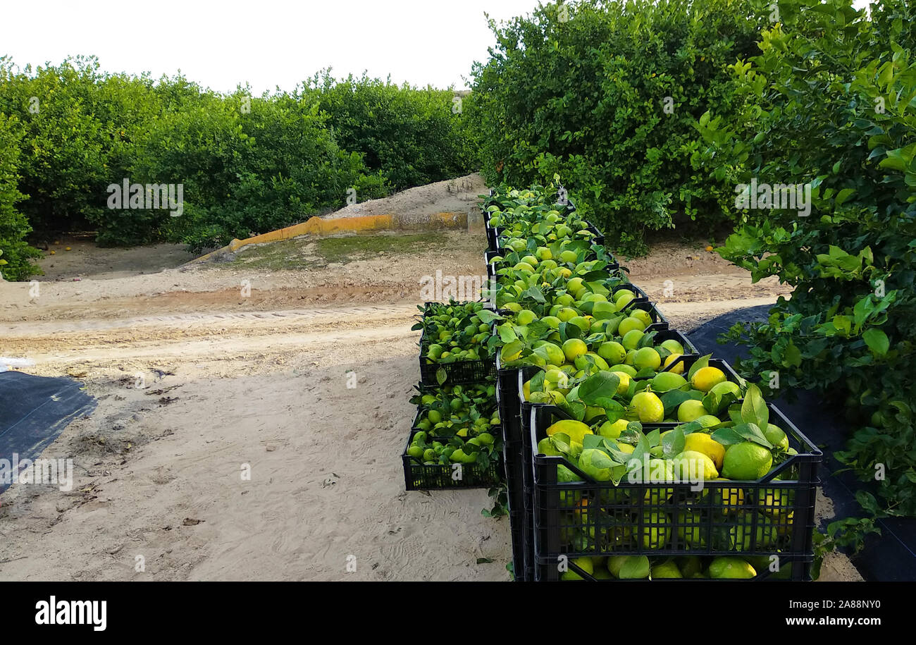 Fruit boxes full of lemon. Workers picking lemons and carrying the ...