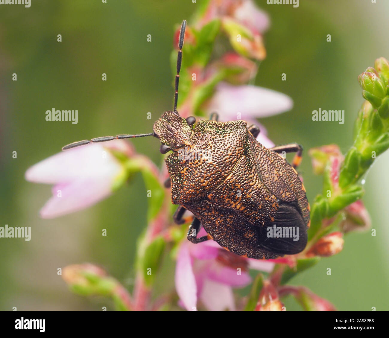 Heather Shieldbug (Rhacognathus punctatus) perched on heather ...