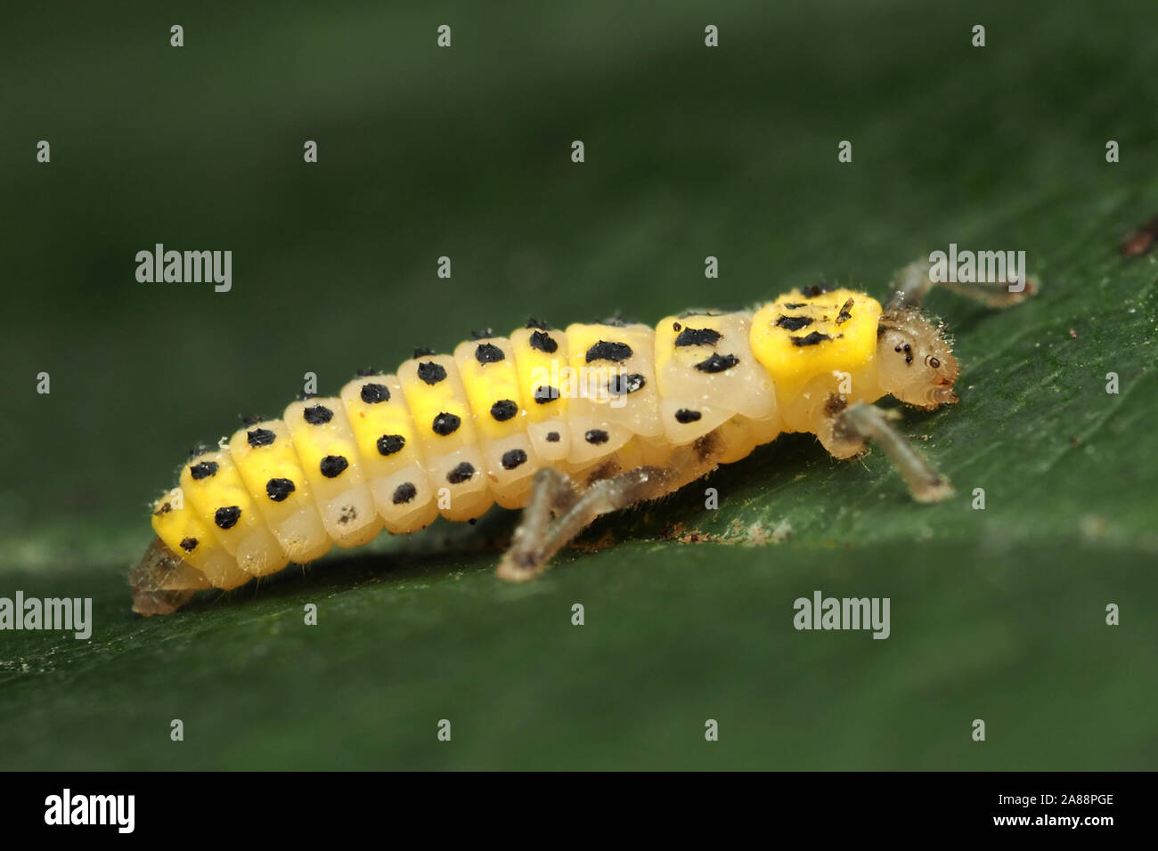Orange Ladybird larva (Halyzia sedecimguttata) on sycamore leaf ...