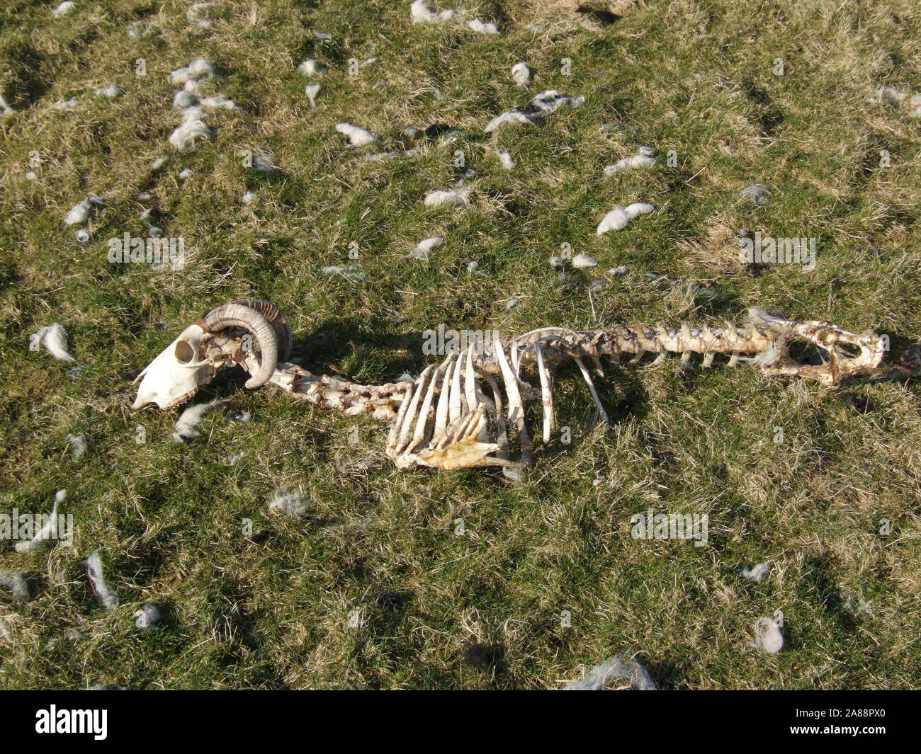 Dead sheep skeleton bones hi-res stock photography and images - Alamy