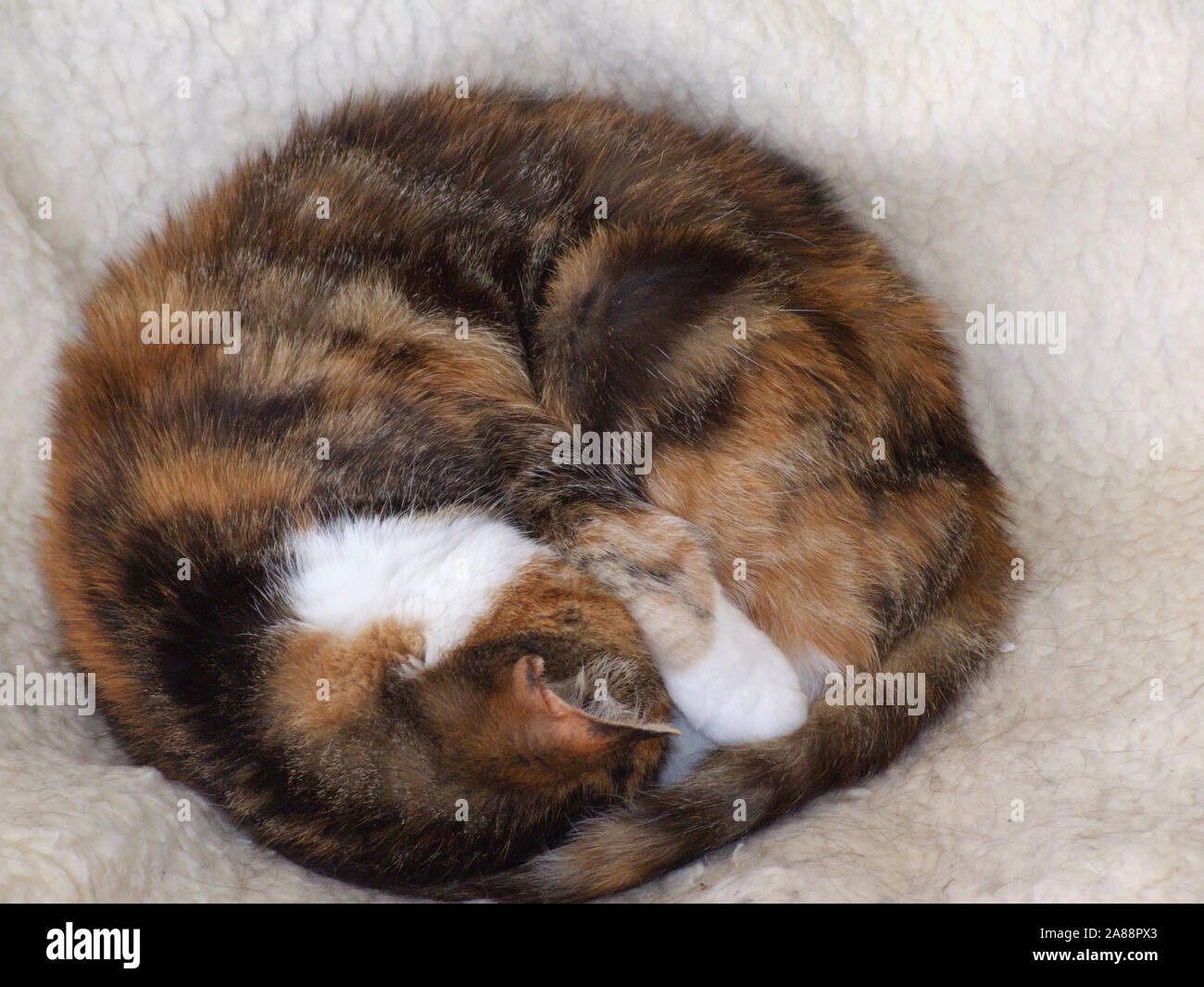Cats in a circle hi-res stock photography and images - Alamy