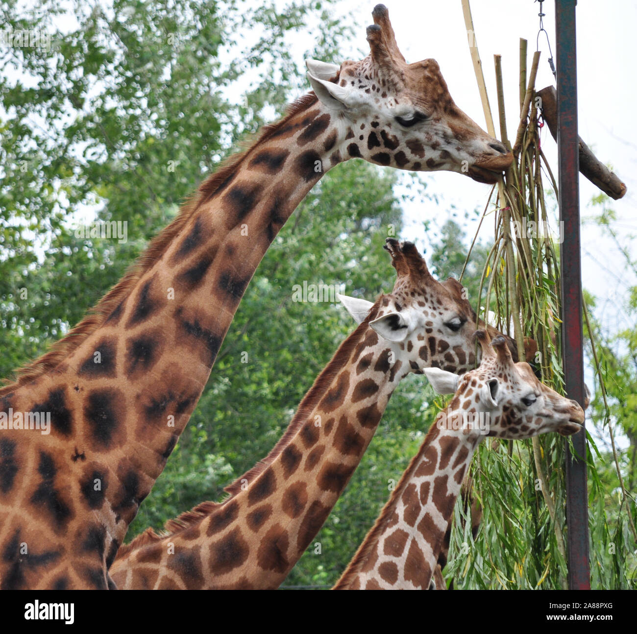 Three giraffes eating Stock Photo - Alamy