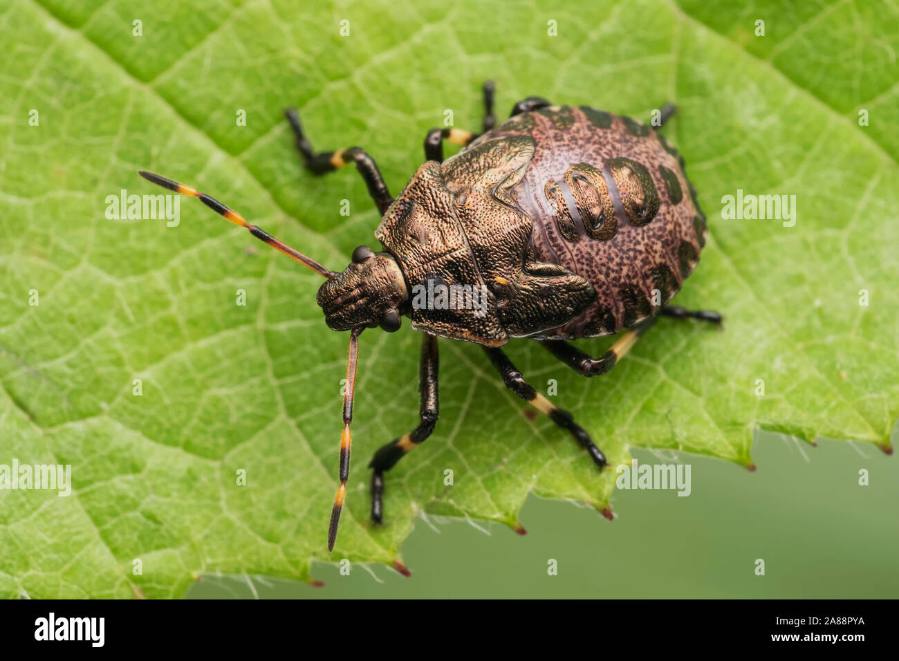 Picromerus bidens hi-res stock photography and images - Alamy