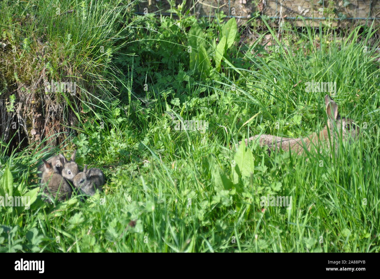 Rabbit Family High Resolution Stock Photography and Images - Alamy
