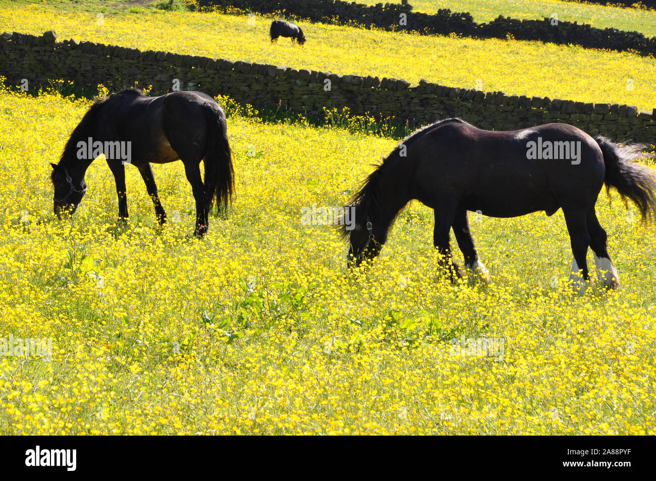 Horses in wild hi-res stock photography and images - Alamy