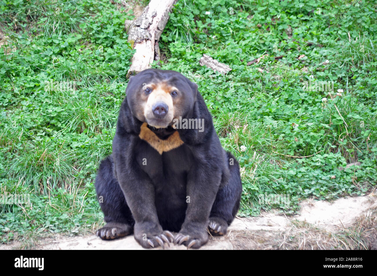 Sun Bear, Asian bear Stock Photo - Alamy