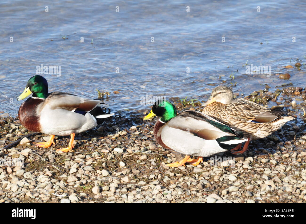 Two male and one female mallards hi-res stock photography and images ...