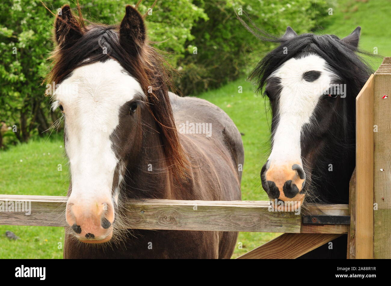 Gate two horses hi-res stock photography and images - Alamy