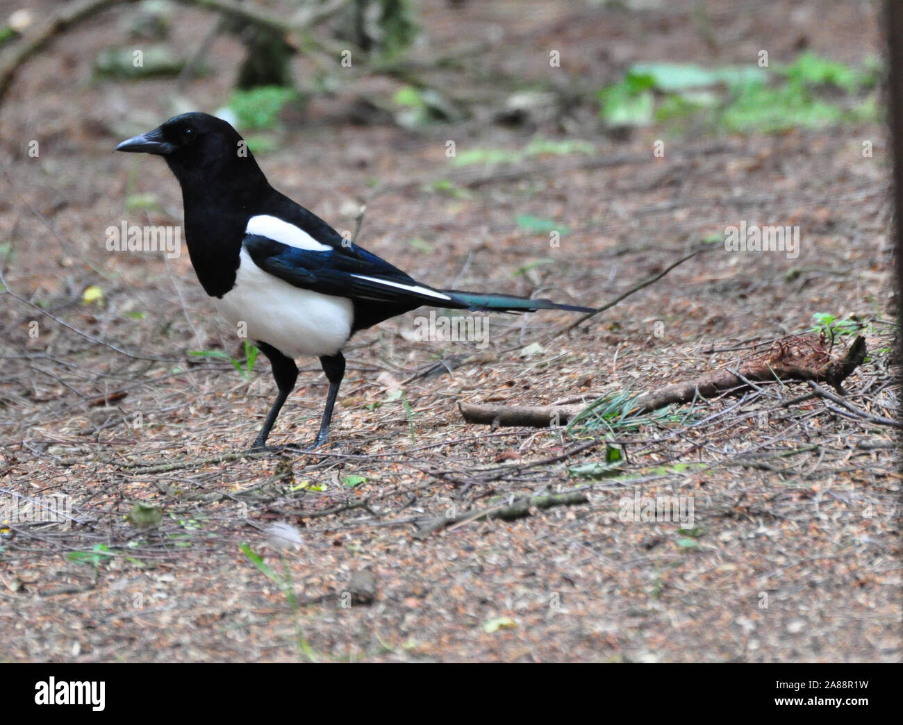 British wild bird hi-res stock photography and images - Alamy