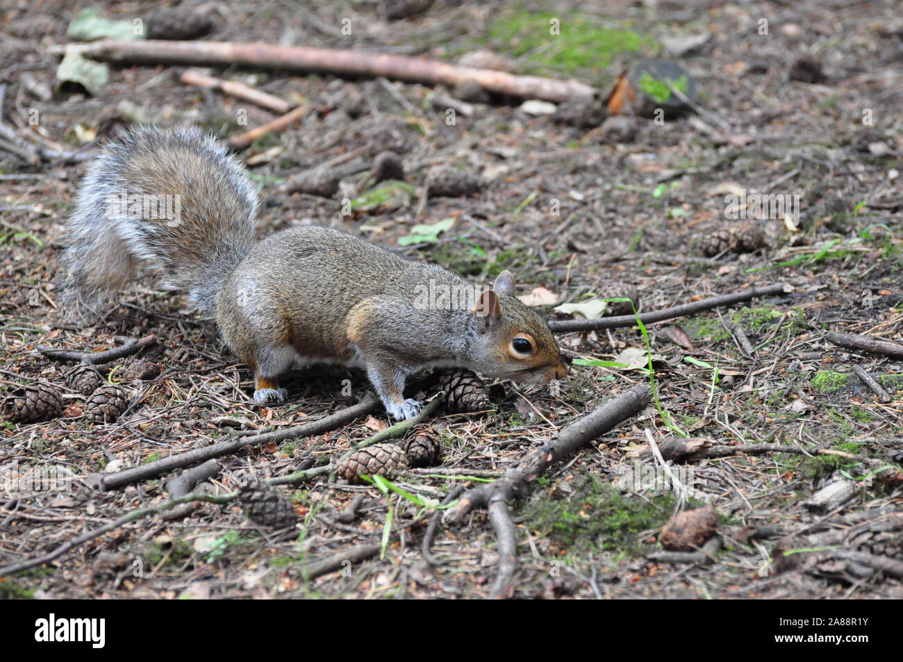 Native species british squirrel hi-res stock photography and images - Alamy