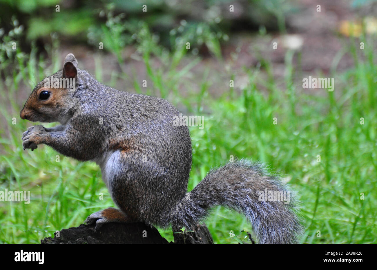Species of squirrel hi-res stock photography and images - Alamy