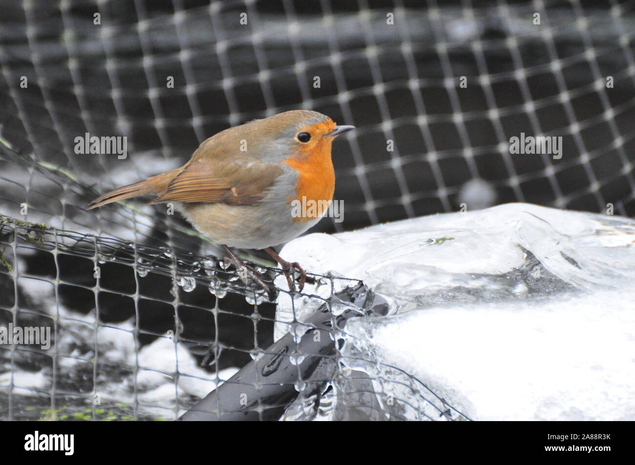 Robin fountain hi-res stock photography and images - Alamy