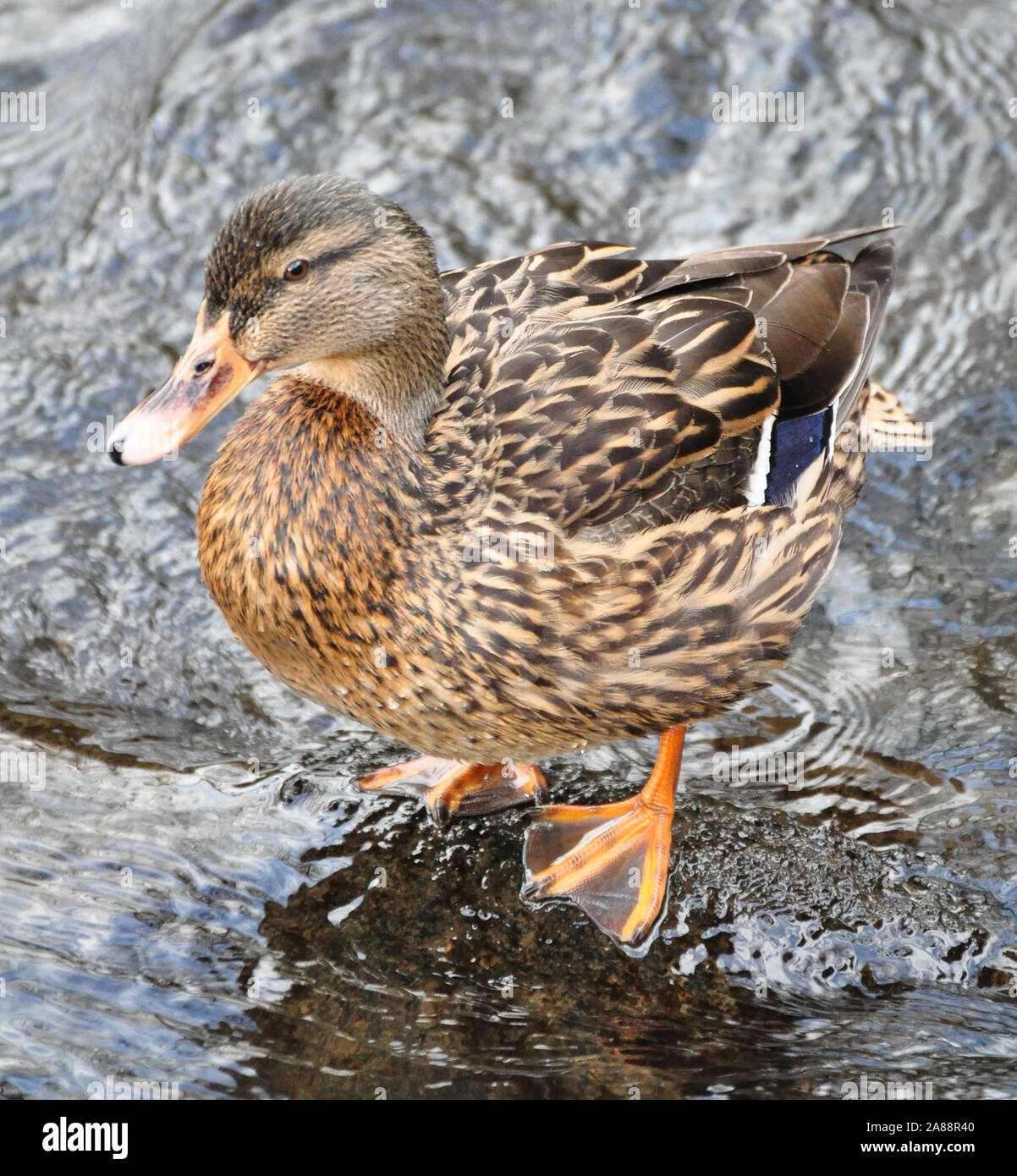Mallard standing on stone in water hi-res stock photography and images ...
