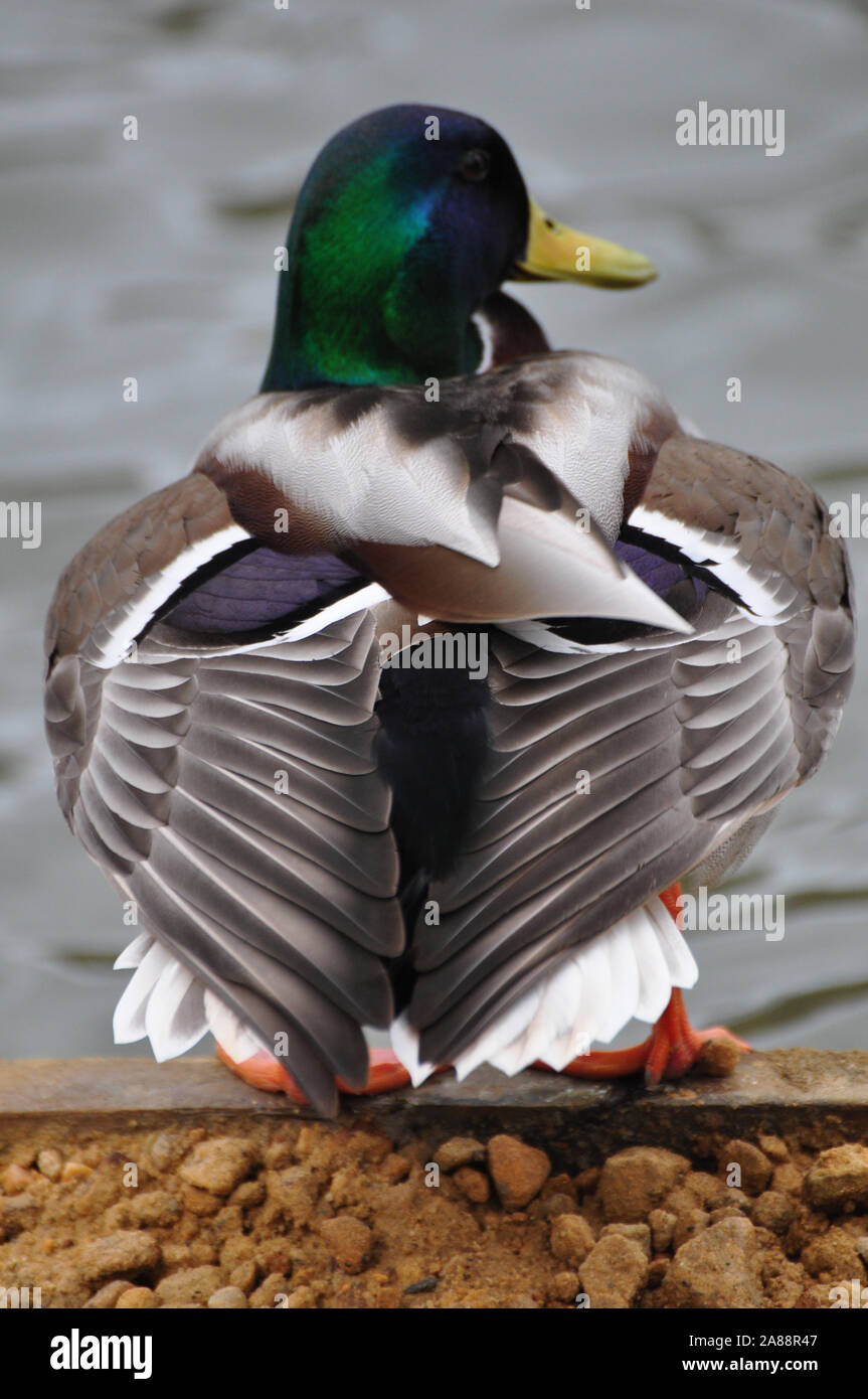 Mallard Drake drying his feathers Stock Photo - Alamy