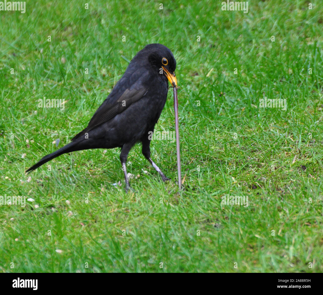Blackbird pulling worm from the ground Stock Photo - Alamy