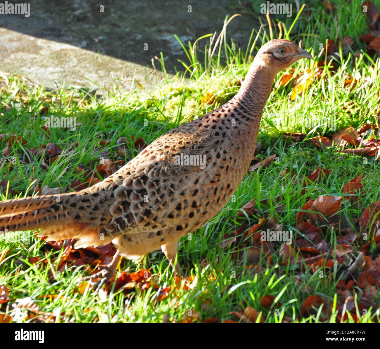 Hen pheasant in field Stock Photo - Alamy