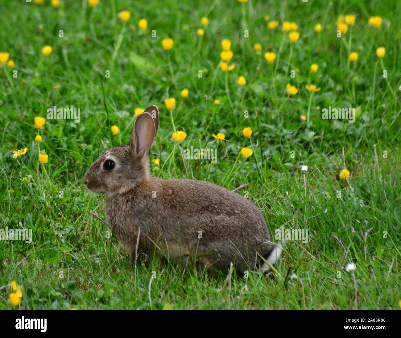 Wild rabbit in buttercup meadow Stock Photo - Alamy