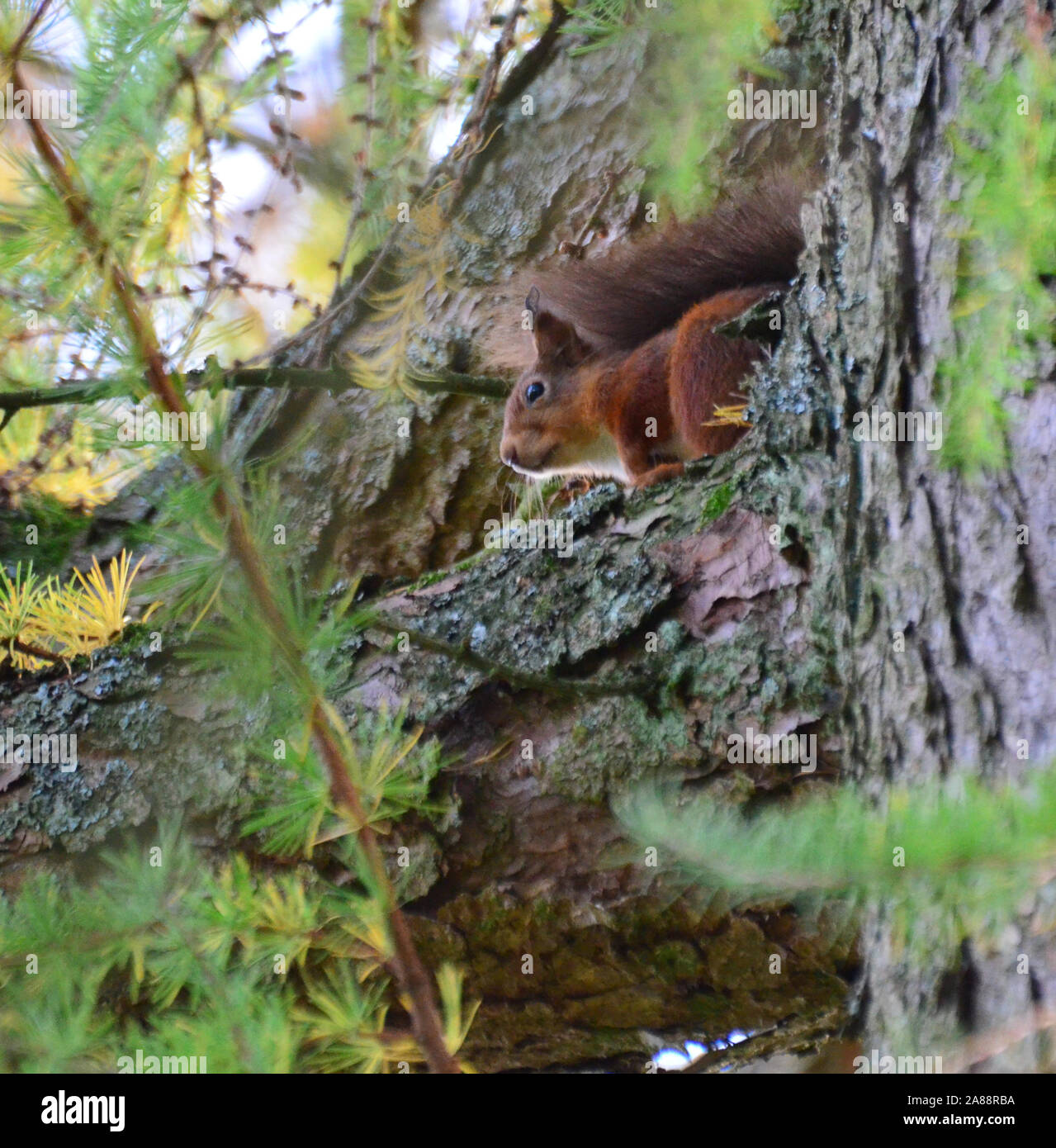 Lake district cumbria red squirrel hi-res stock photography and images ...